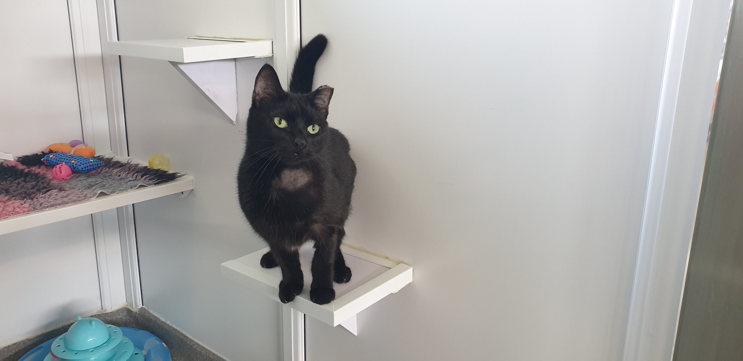 Adoption Cats Landing Page - DSPCA