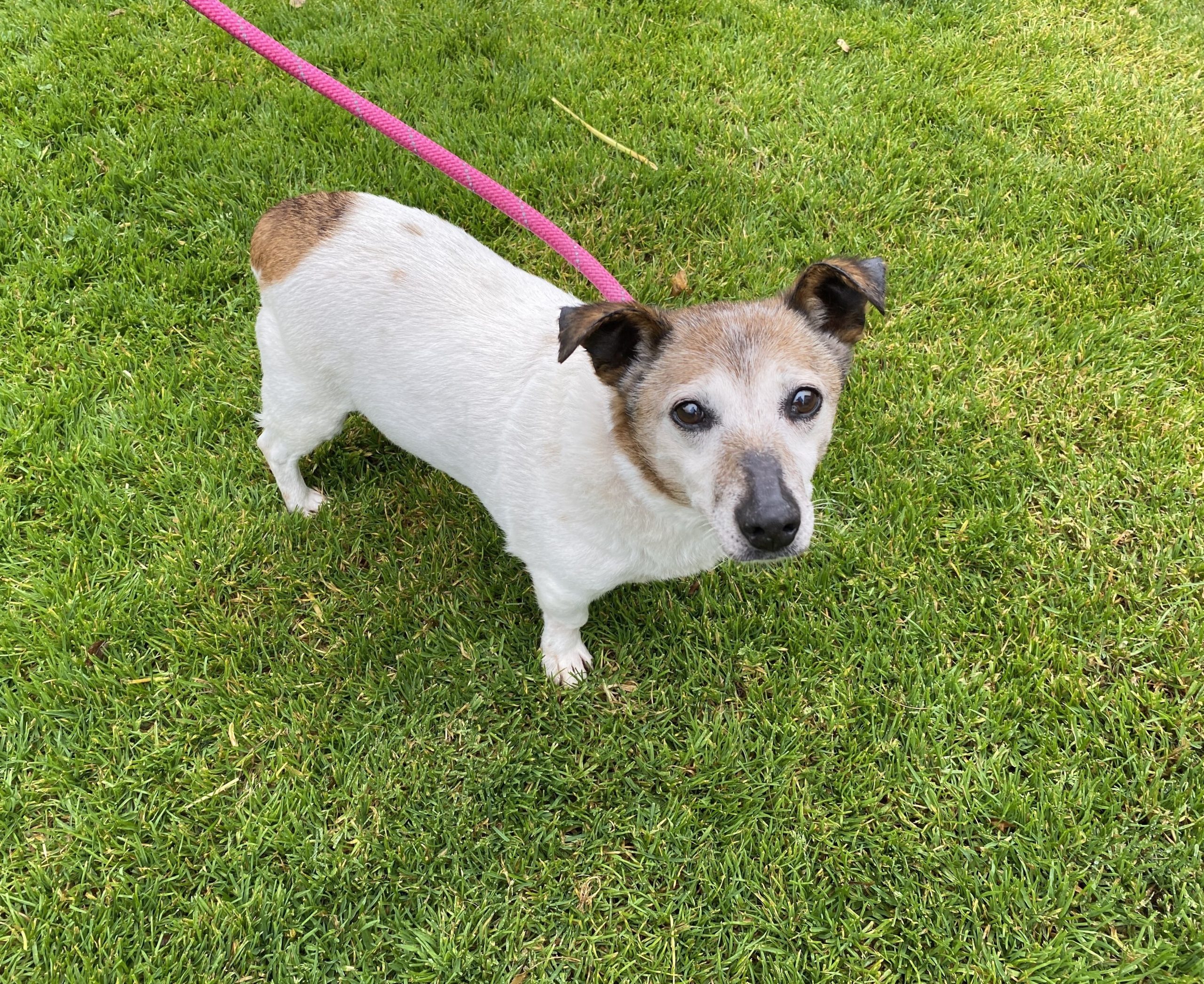 Adoption Dogs Landing Page - DSPCA