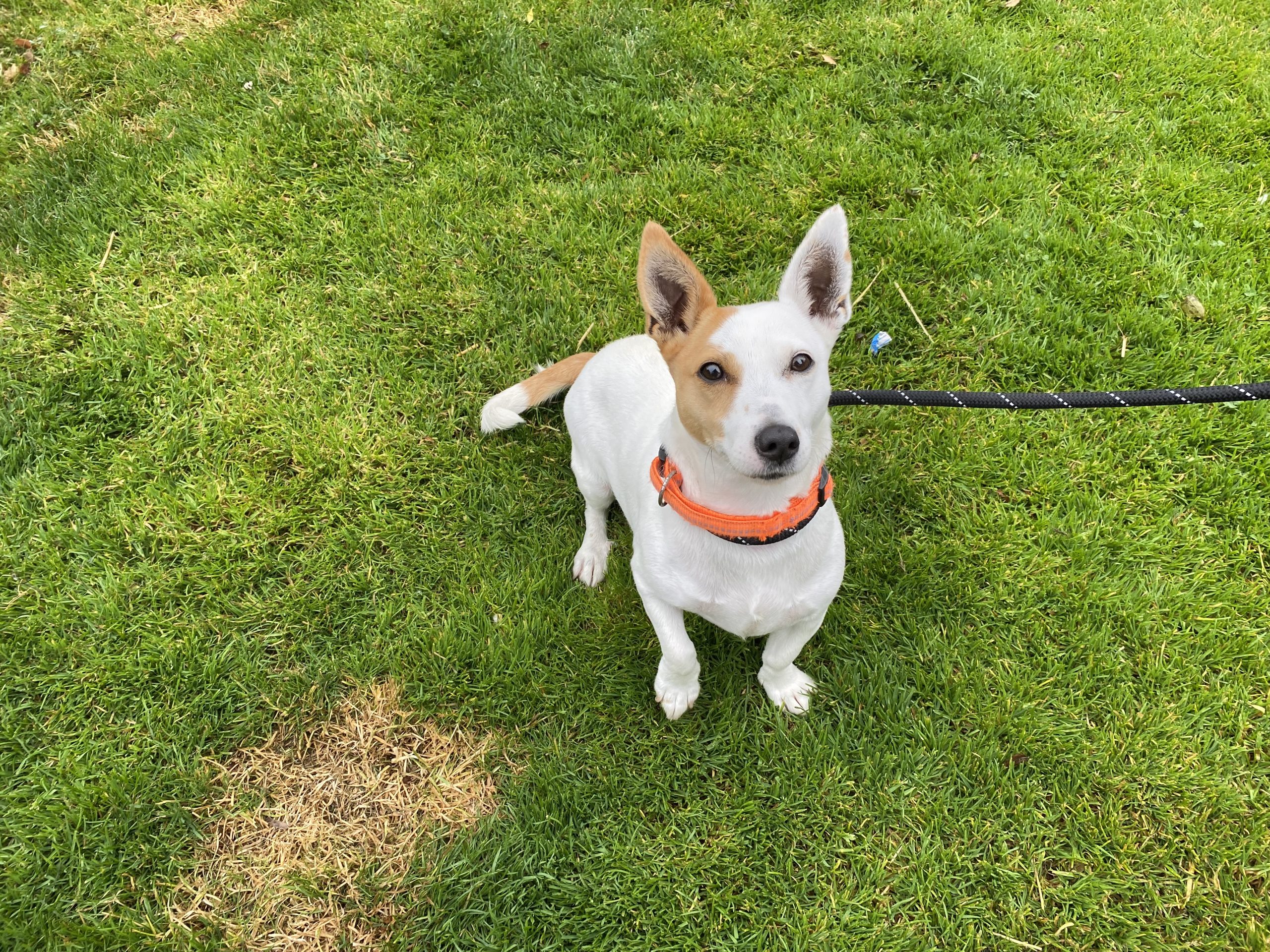 Adoption Dogs Landing Page - DSPCA