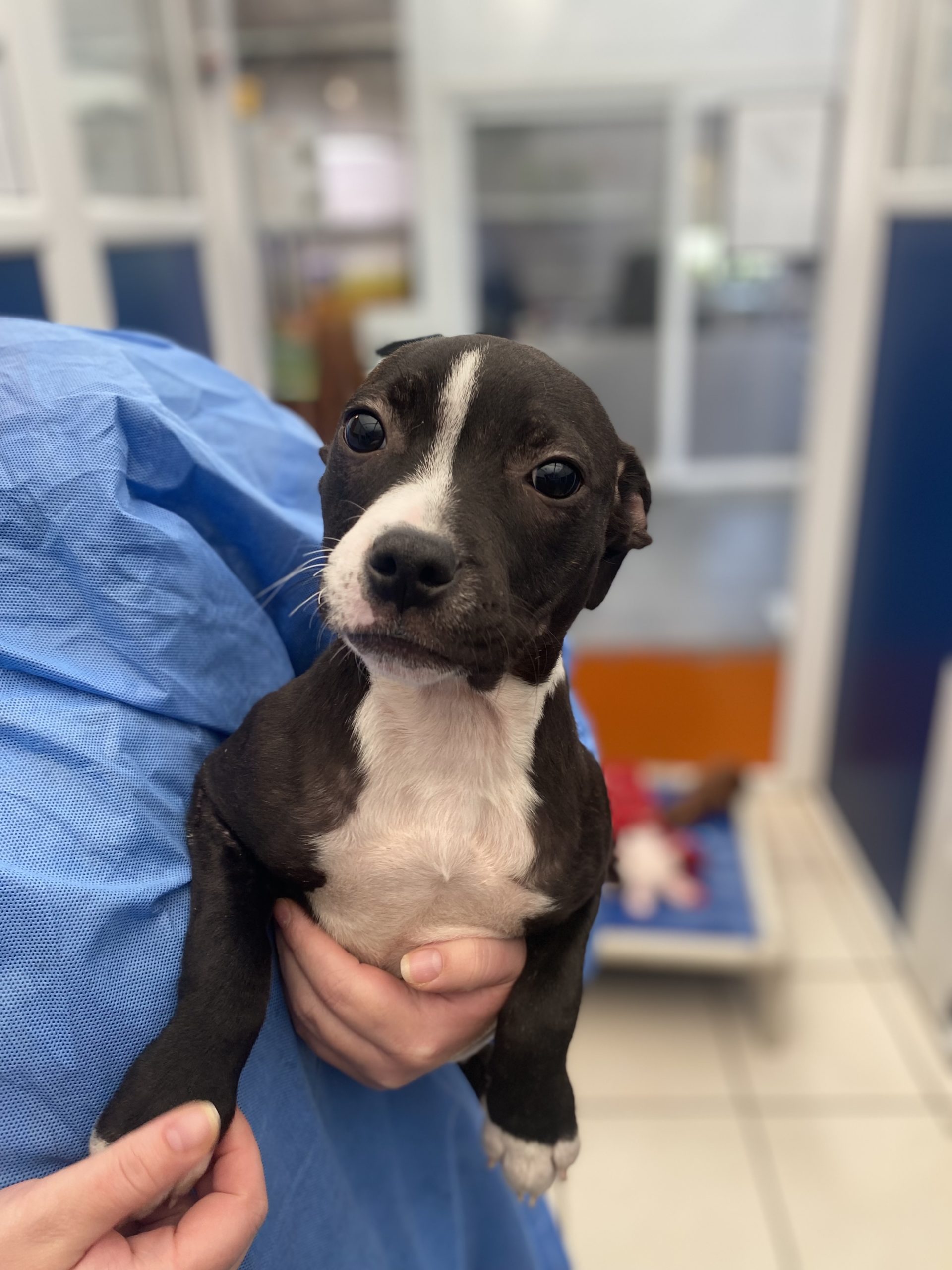 Adoption Dogs Landing Page - DSPCA