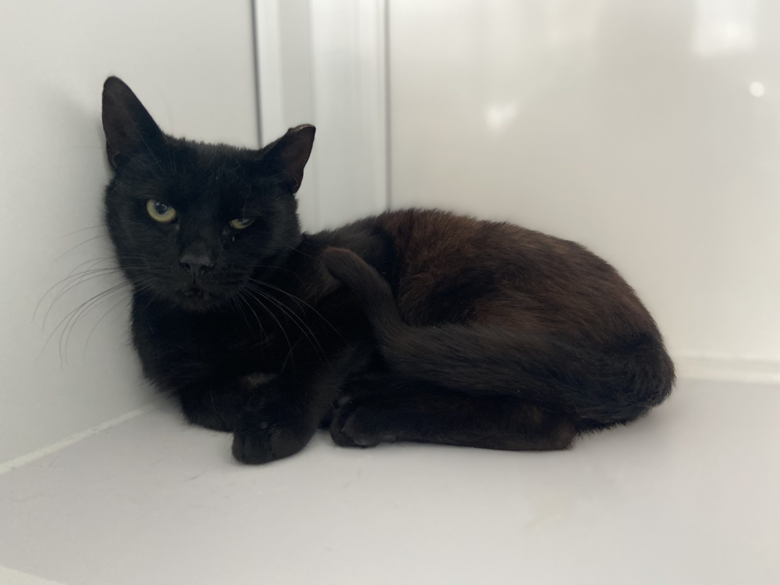 Adoption Cats Landing Page - DSPCA