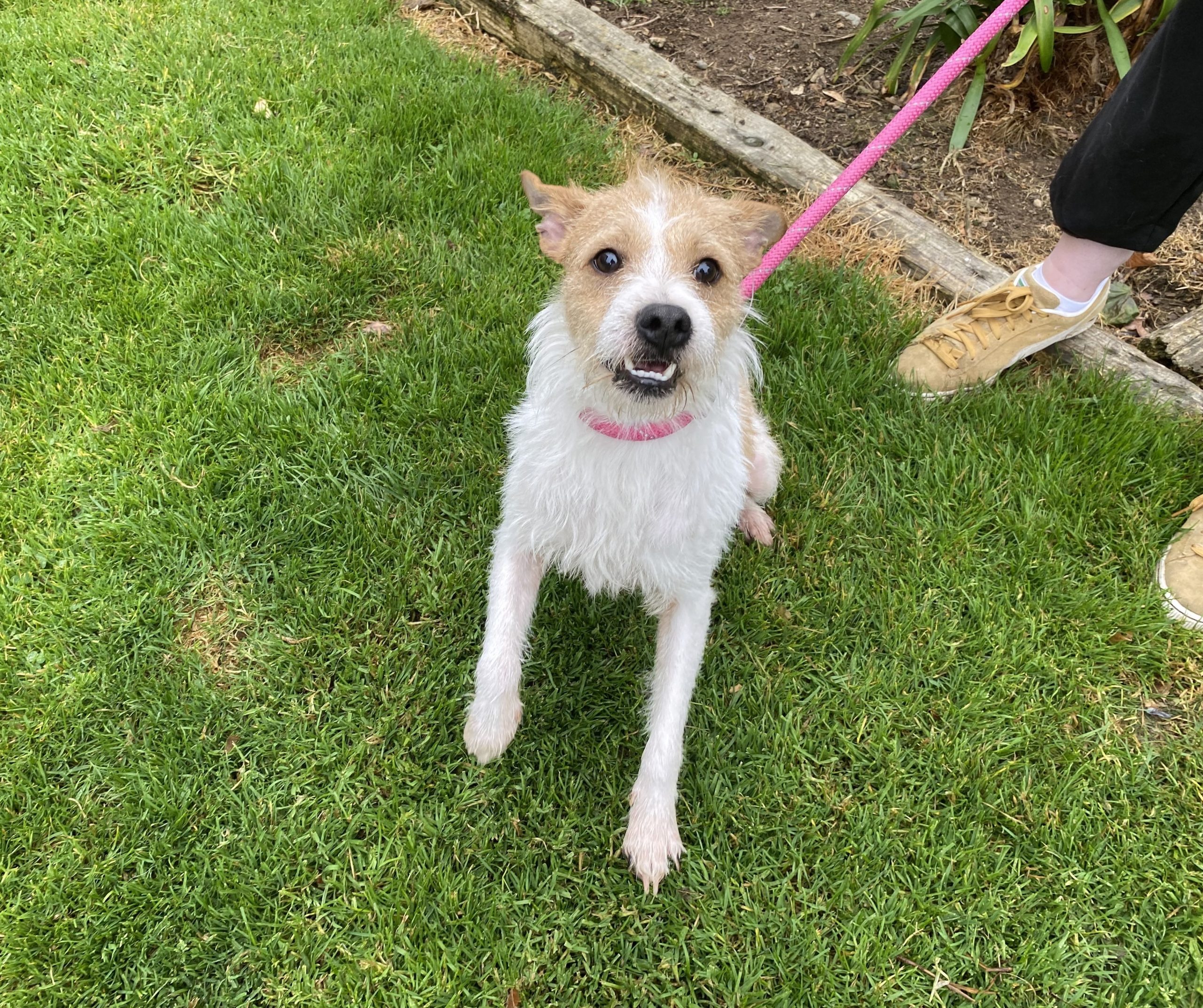 Adoption Dogs Landing Page - DSPCA