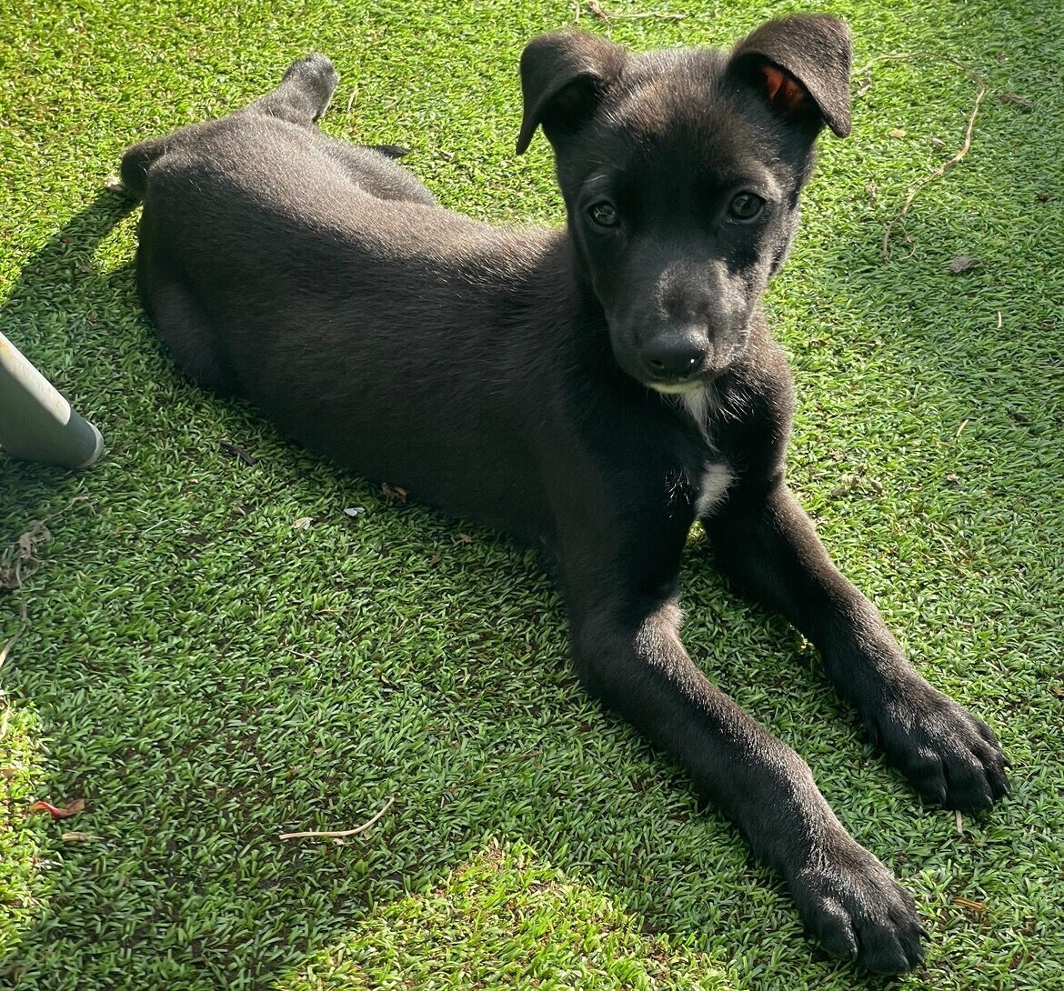 Adoption Dogs Landing Page - DSPCA