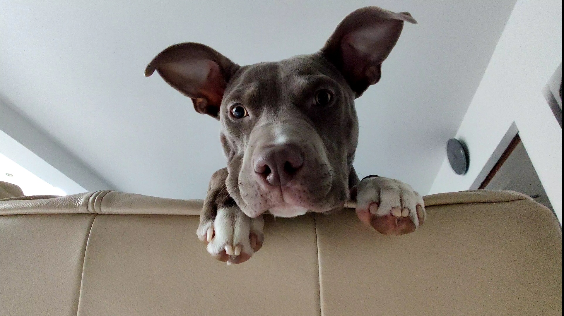 Adoption Dogs Landing Page - DSPCA