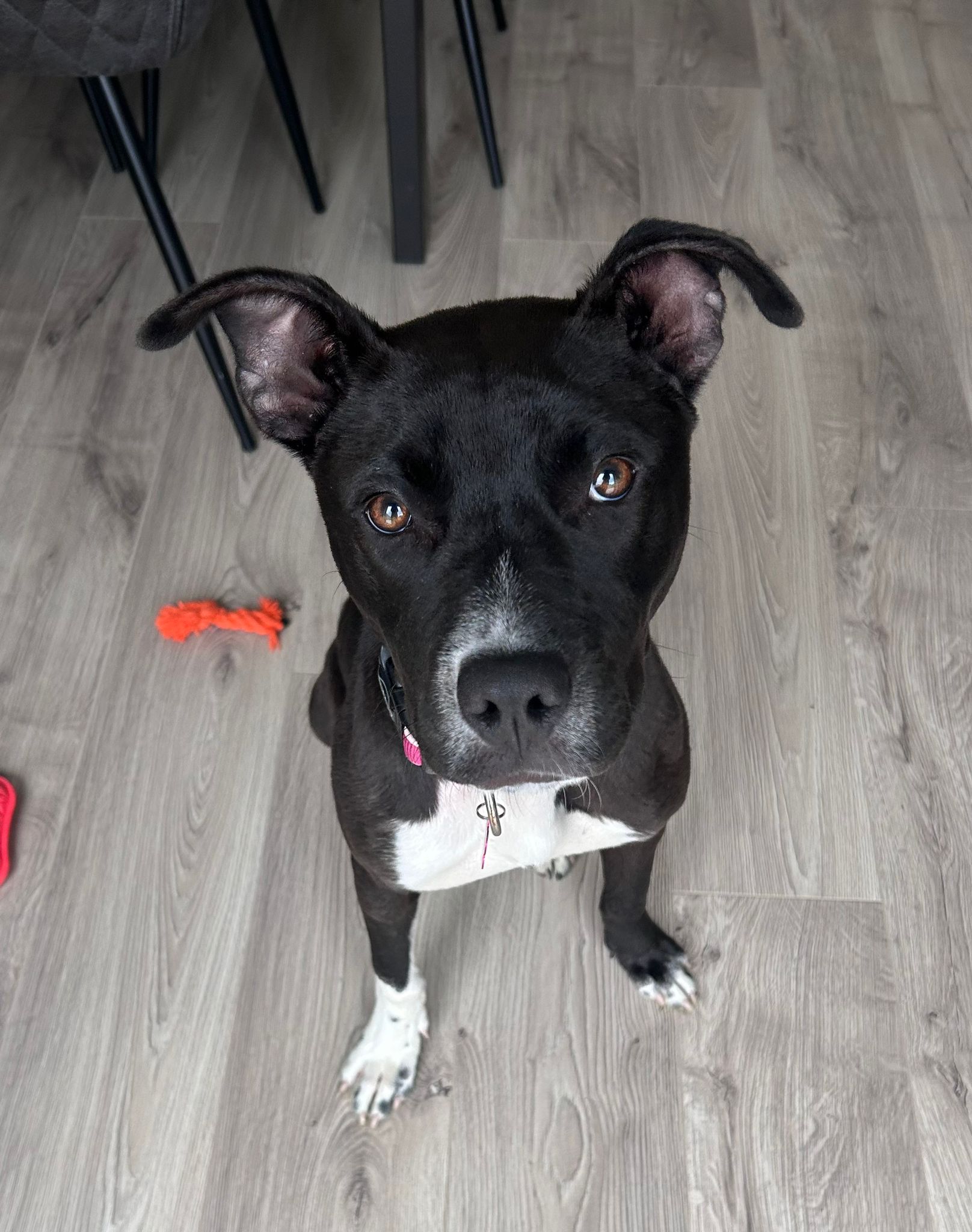 Adoption Dogs Landing Page - DSPCA