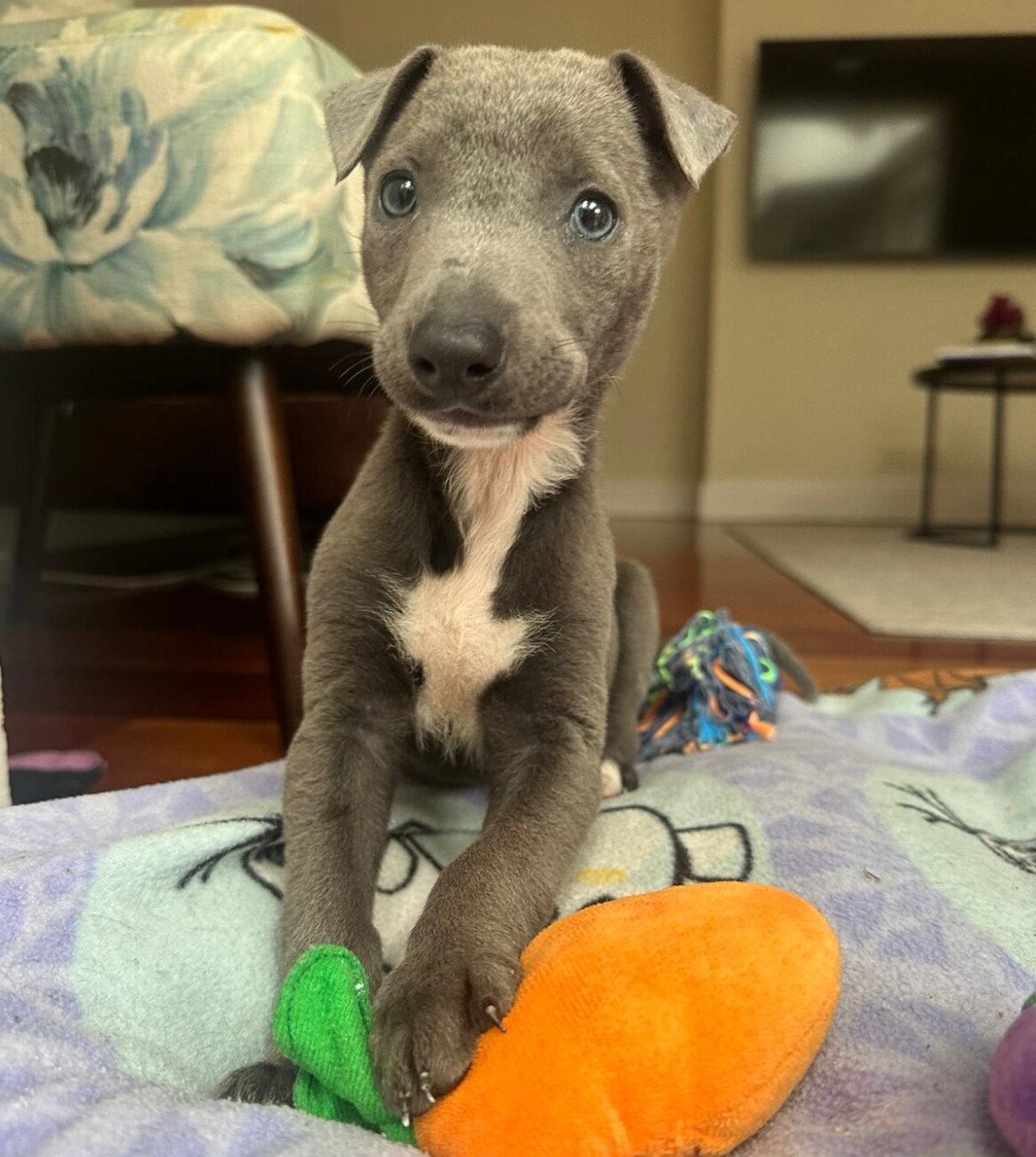 Adoption Dogs Landing Page - DSPCA