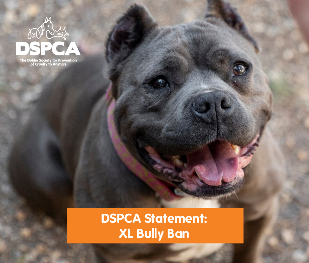 DSPCA Statement: XL Bully Ban - DSPCA