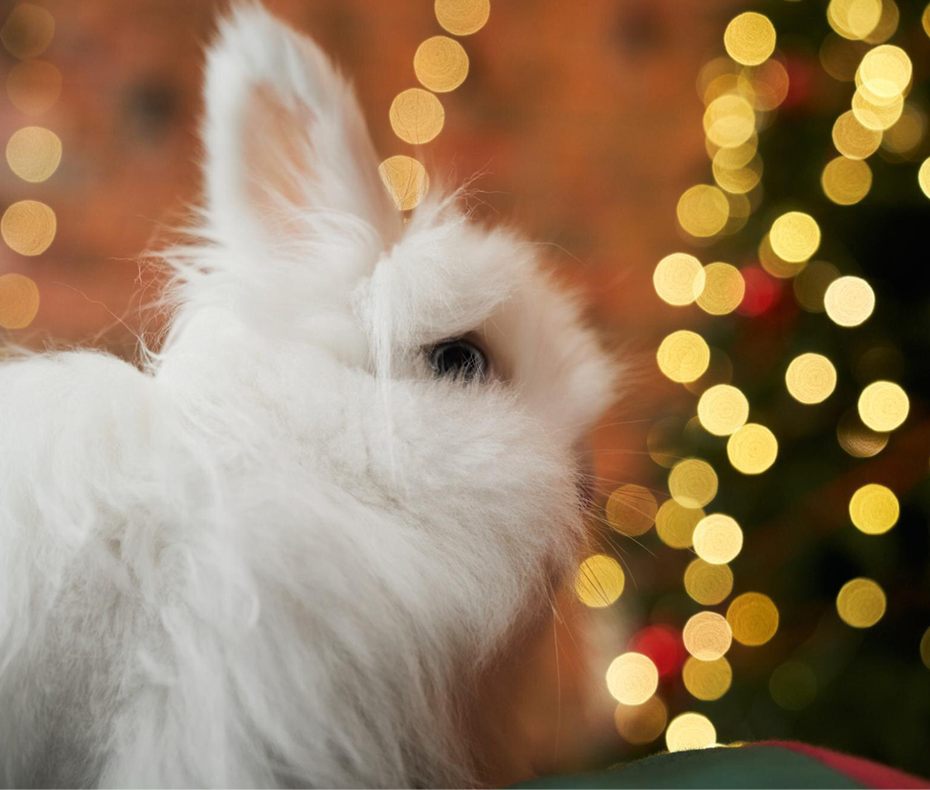 Foster a Rabbit for Christmas - DSPCA
