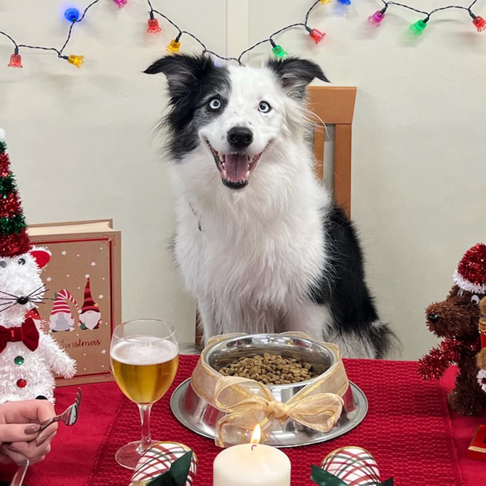 Foster a Dog for Christmas - DSPCA