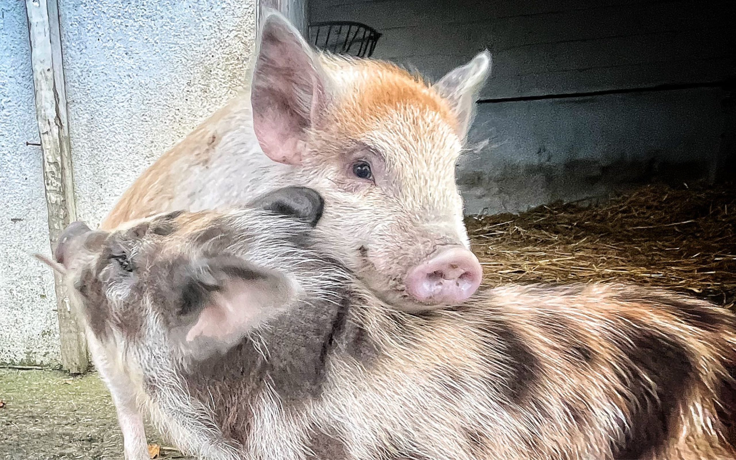 Volunteering - DSPCA