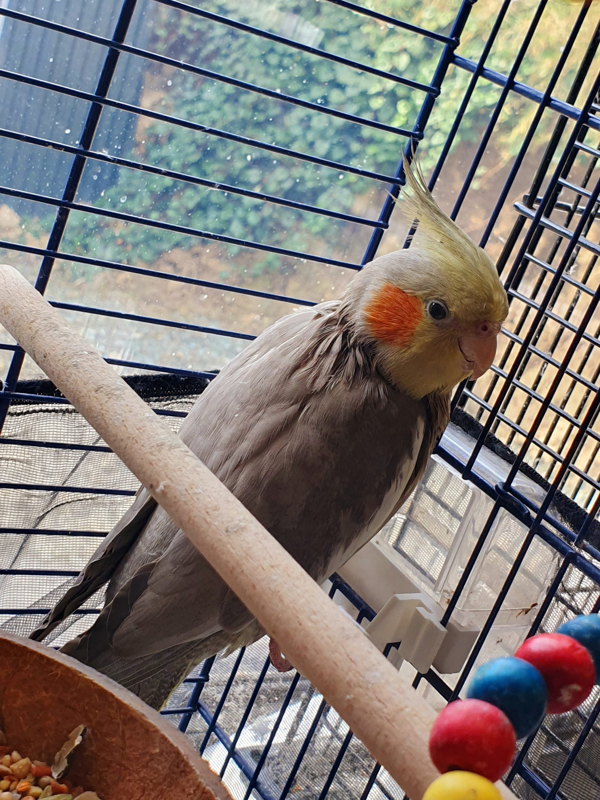 Small Animals - DSPCA