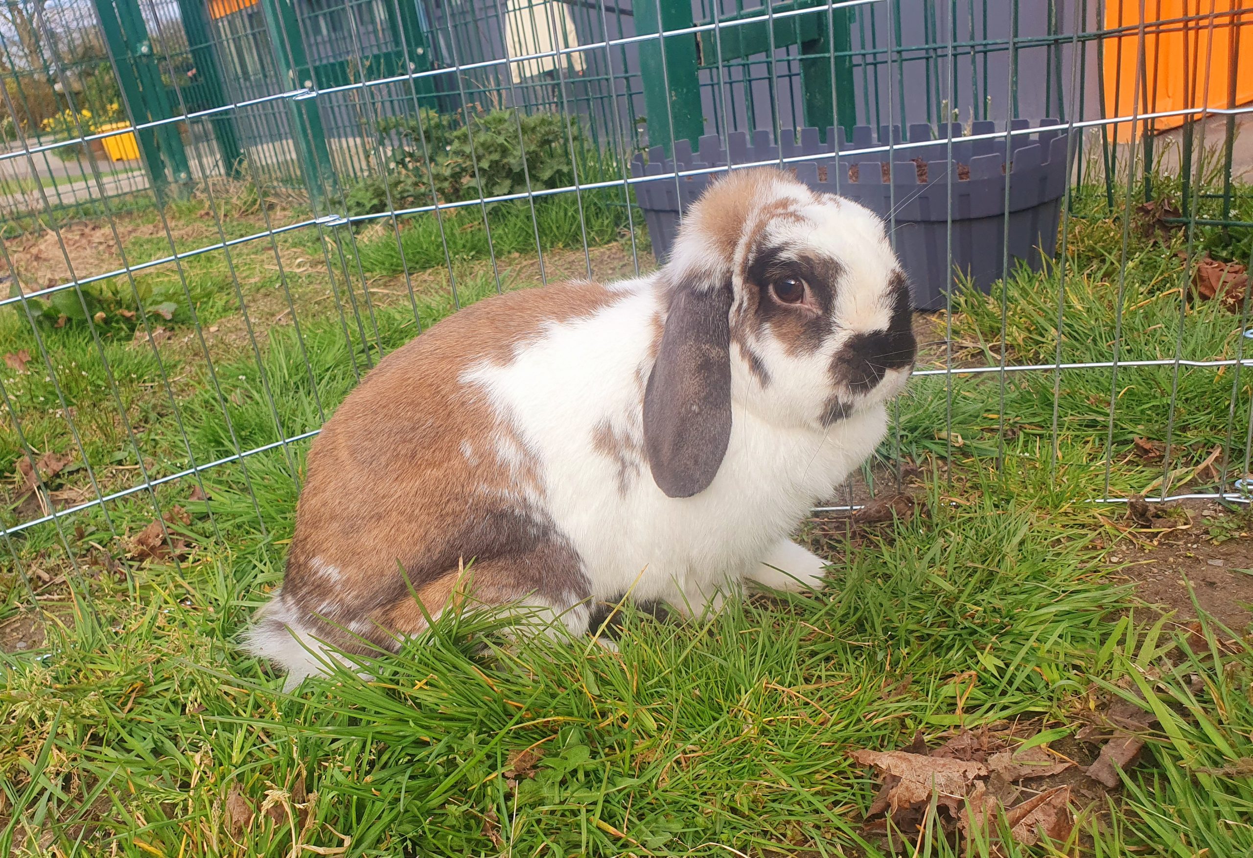 Small Animals - DSPCA