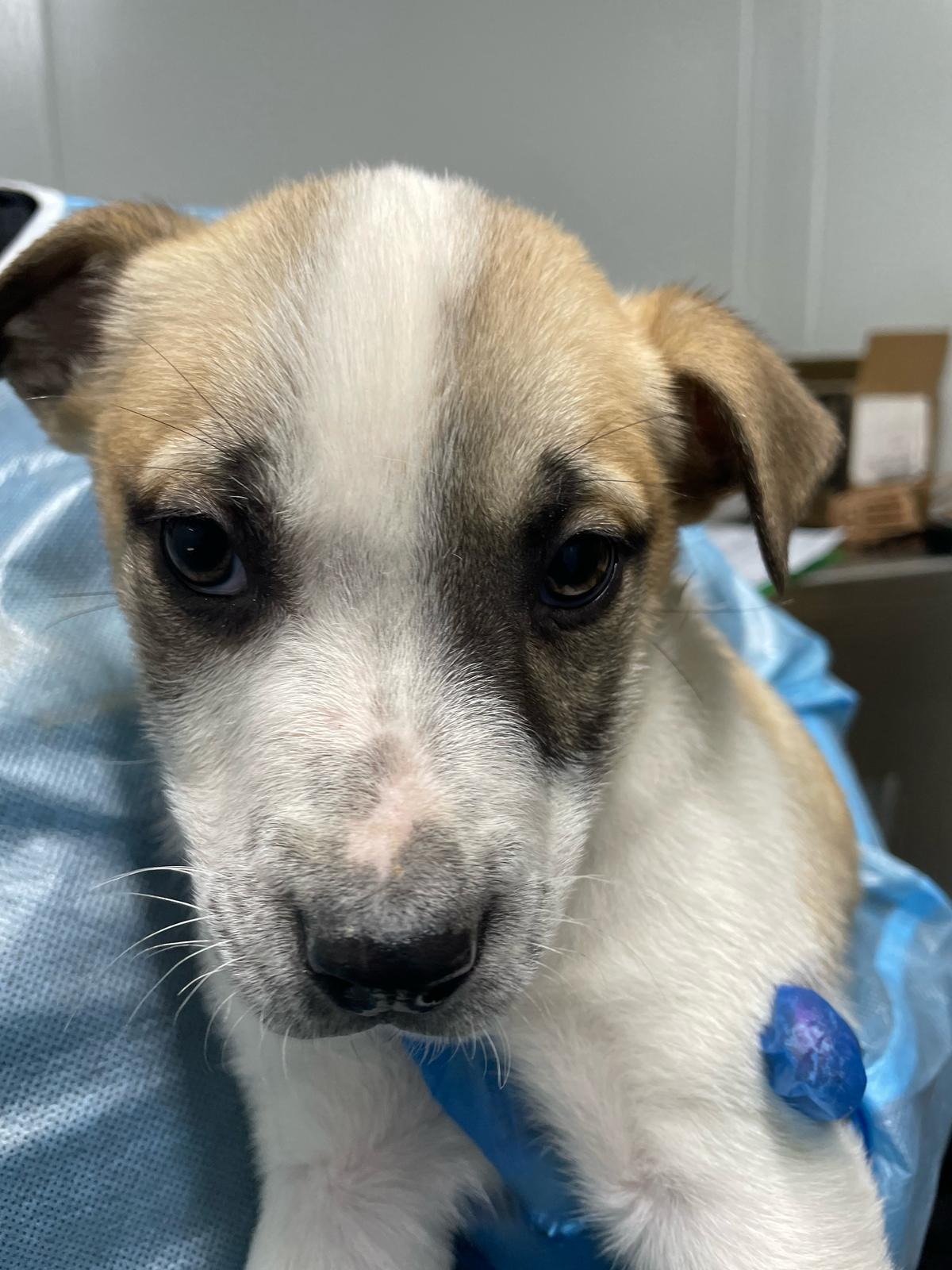 Adoption Dogs Landing Page - DSPCA