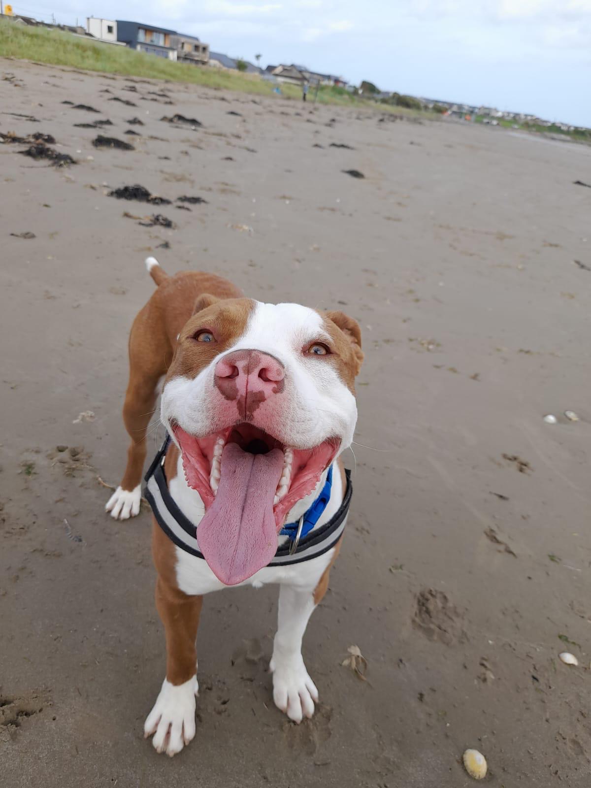 Adoption Dogs Landing Page - DSPCA