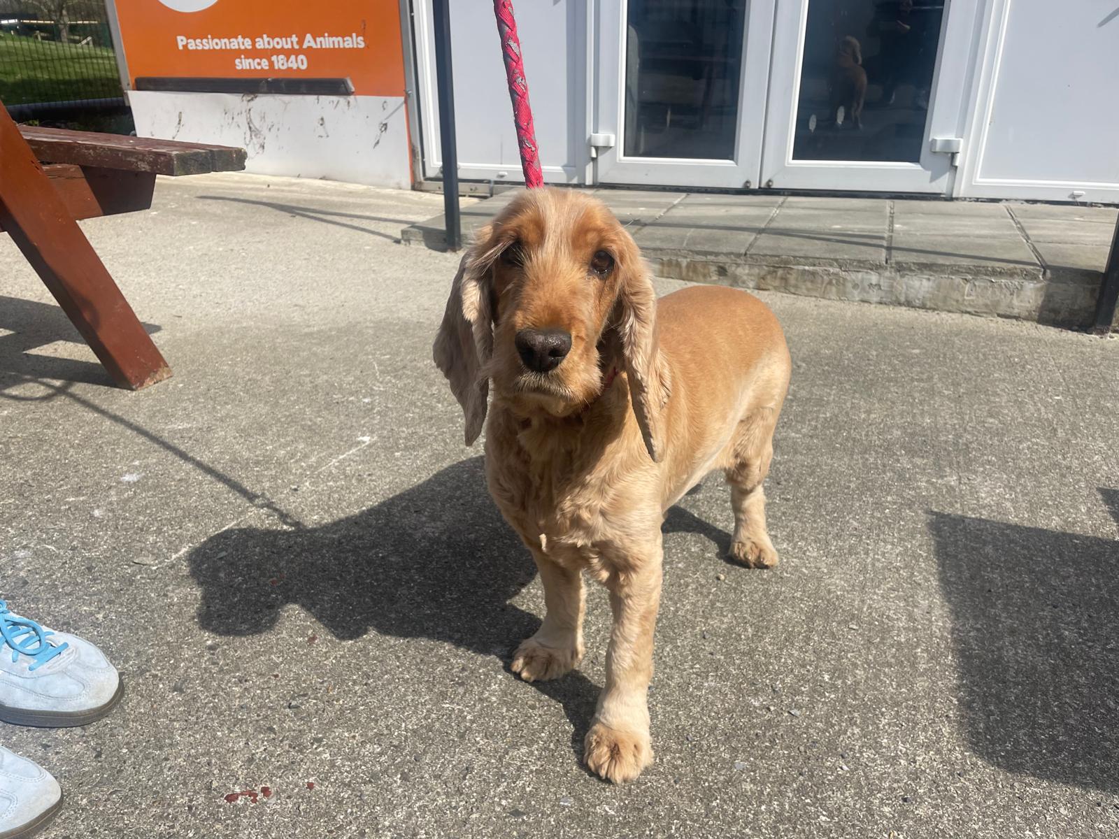 Adoption Dogs Landing Page - DSPCA