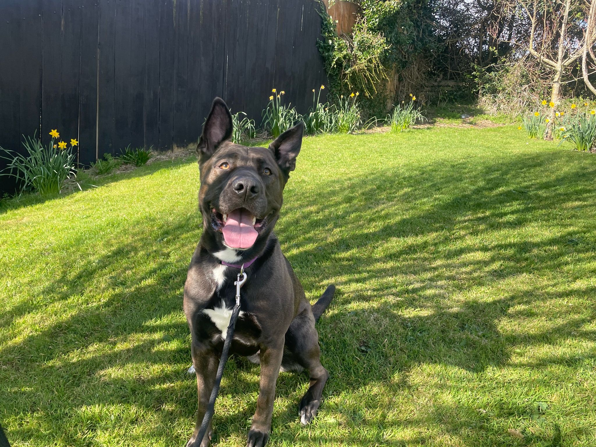 Adoption Dogs Landing Page - DSPCA