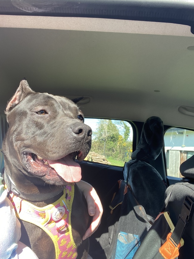 Adoption Dogs Landing Page - DSPCA