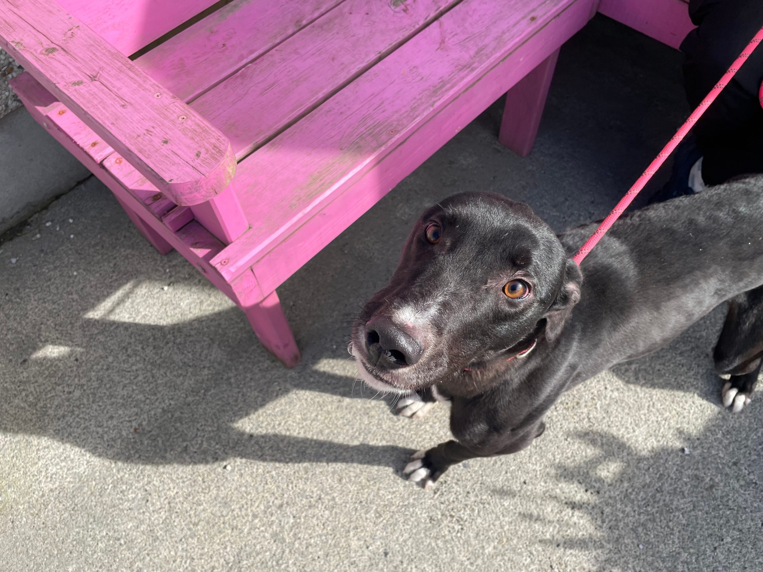 Adoption Dogs Landing Page - DSPCA