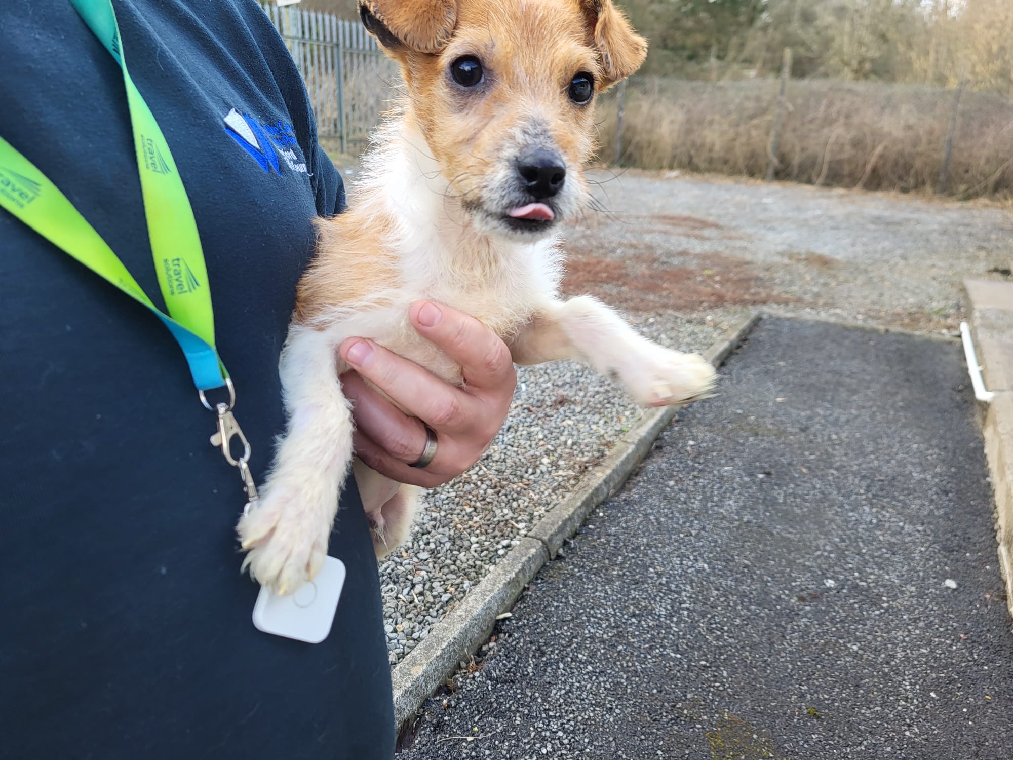 Adoption Dogs Landing Page - DSPCA