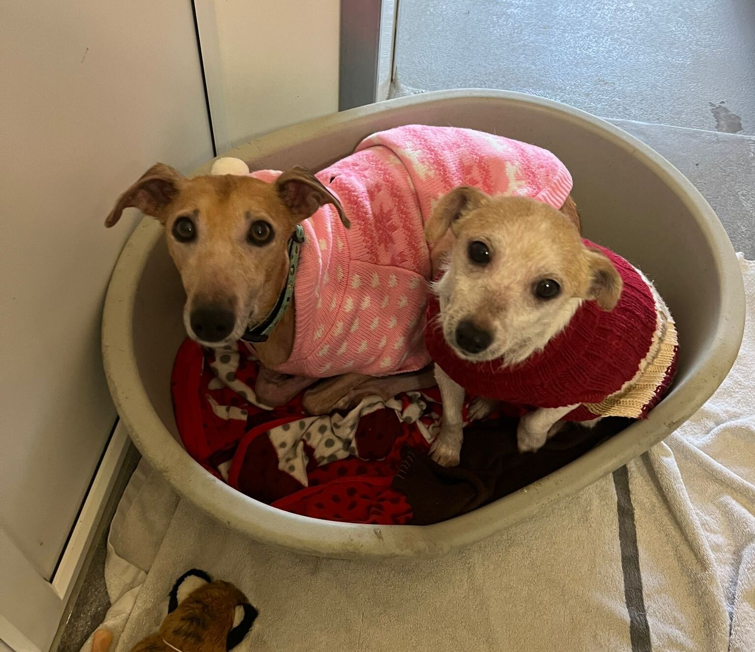 Selma and Penelope - DSPCA