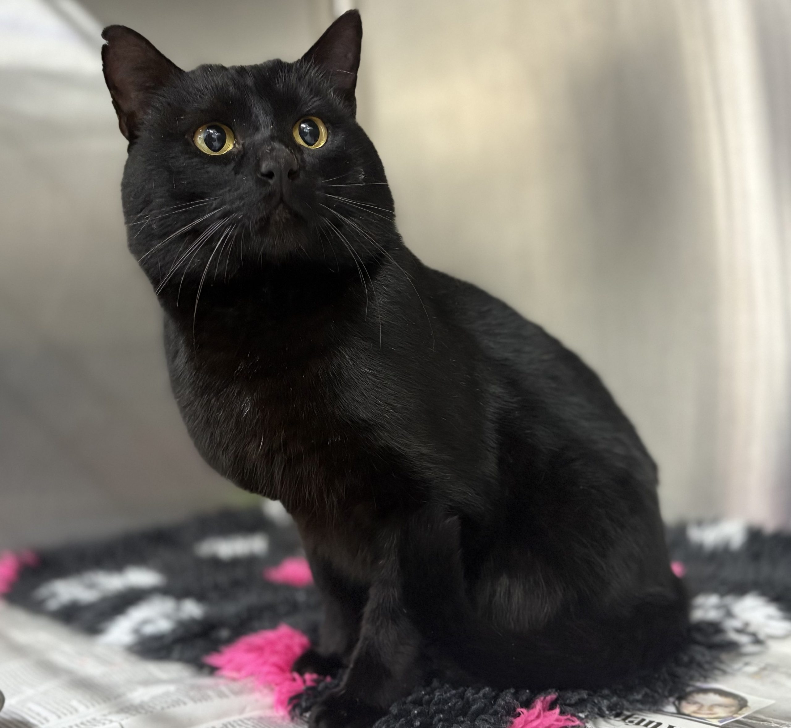 Black male cat #31084 - DSPCA