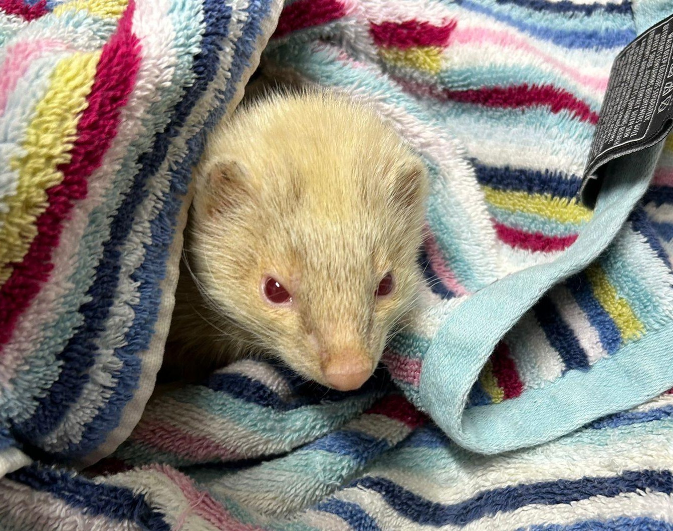 Ferret #31085 - DSPCA