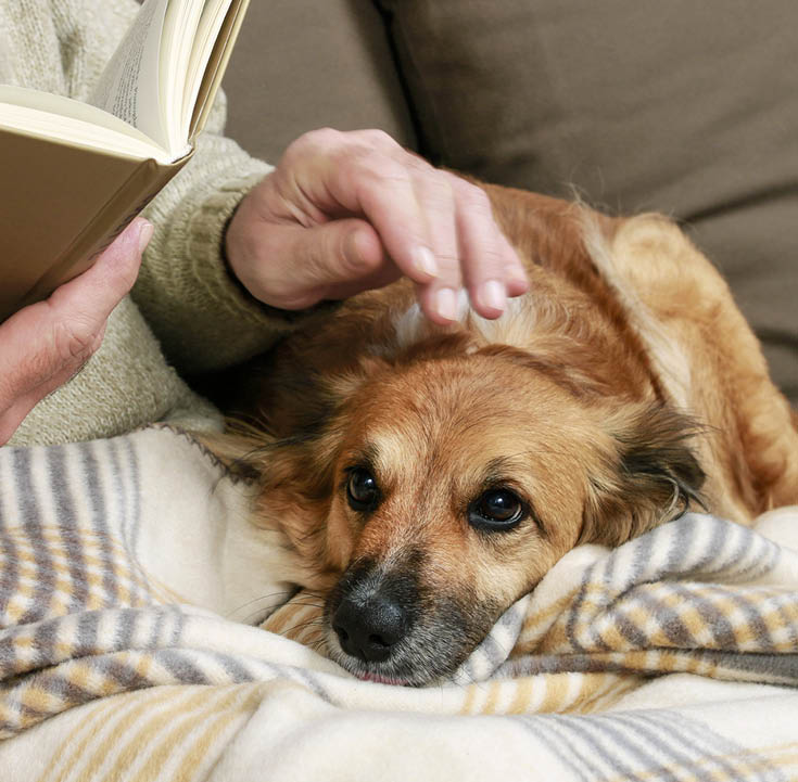 Pet Guardian - DSPCA
